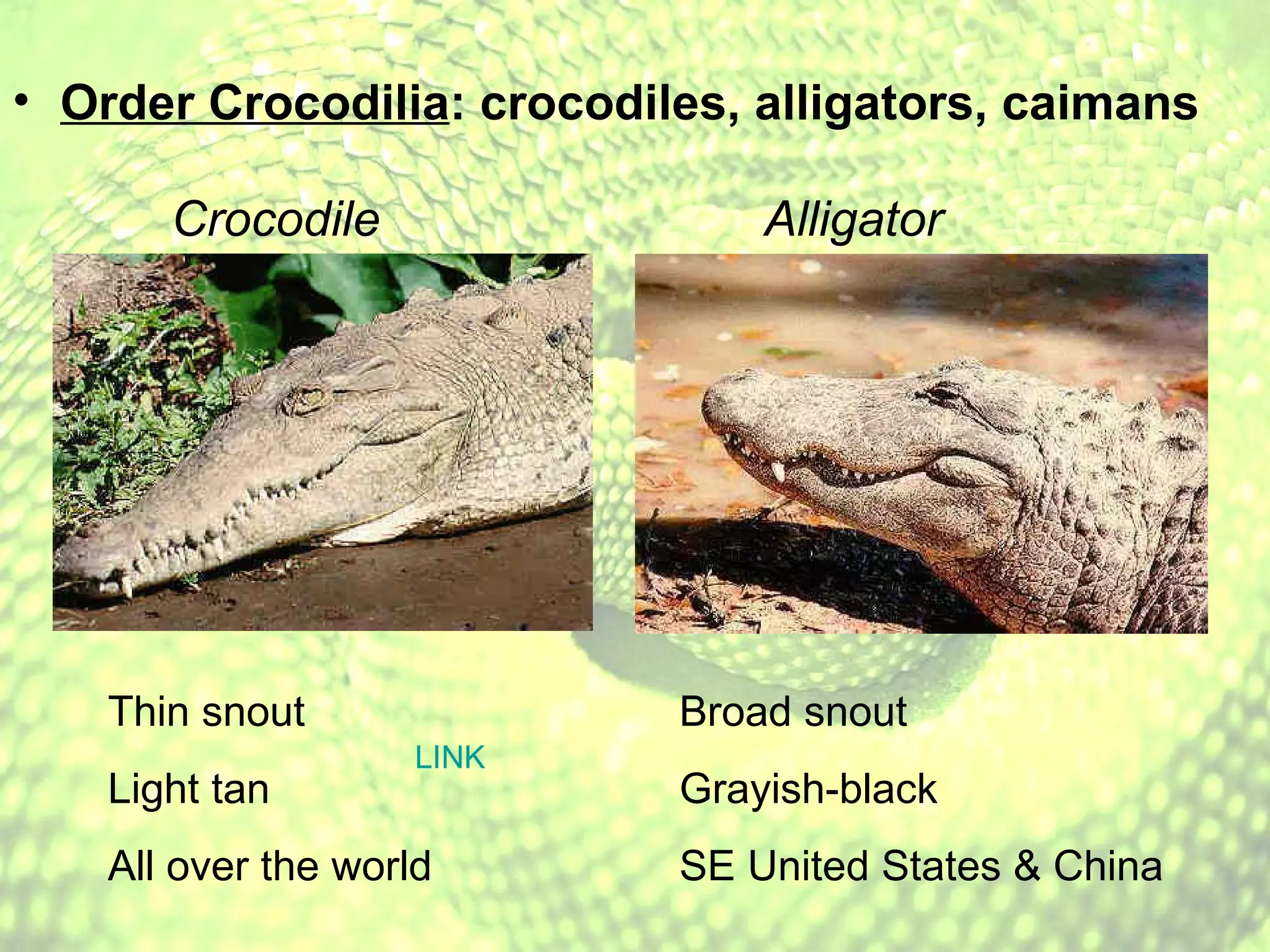 Reptile notes: Notes on Class Reptilia and Orders Crocodilia ...