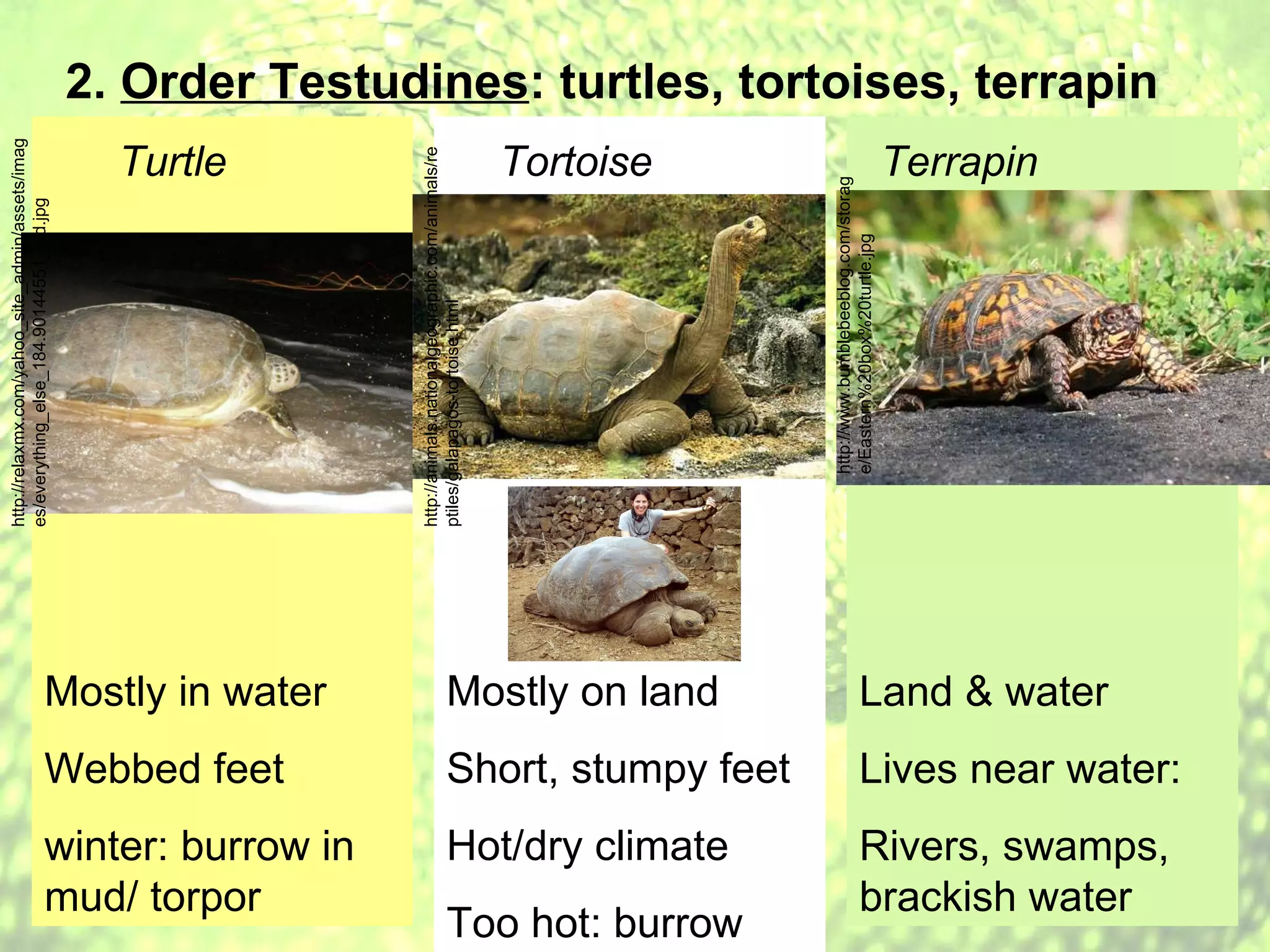 Reptile notes: Notes on Class Reptilia and Orders Crocodilia ...