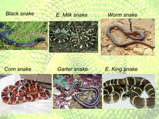 Reptile notes: Notes on Class Reptilia and Orders Crocodilia ...