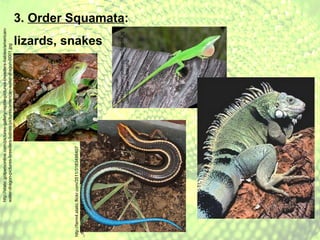 Reptile notes: Notes on Class Reptilia and Orders Crocodilia ...