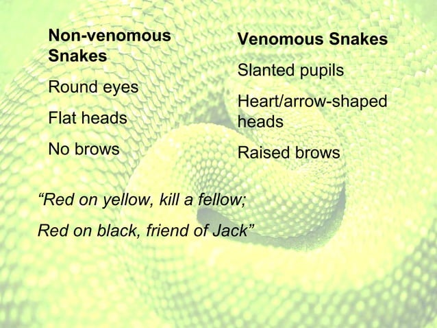 Reptile notes: Notes on Class Reptilia and Orders Crocodilia ...