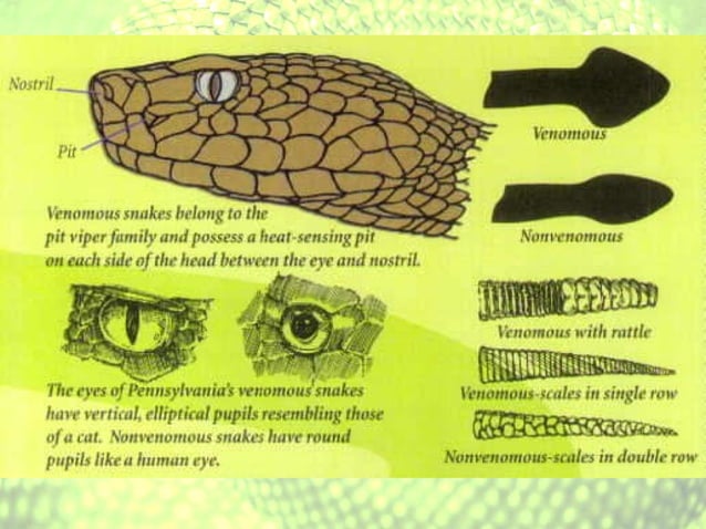 Reptile notes: Notes on Class Reptilia and Orders Crocodilia ...