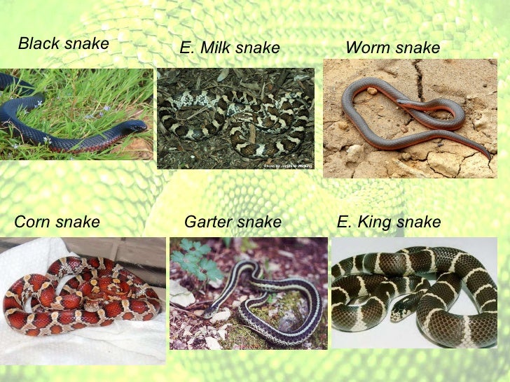 Reptile notes: Notes on Class Reptilia and Orders Crocodilia, Testud…