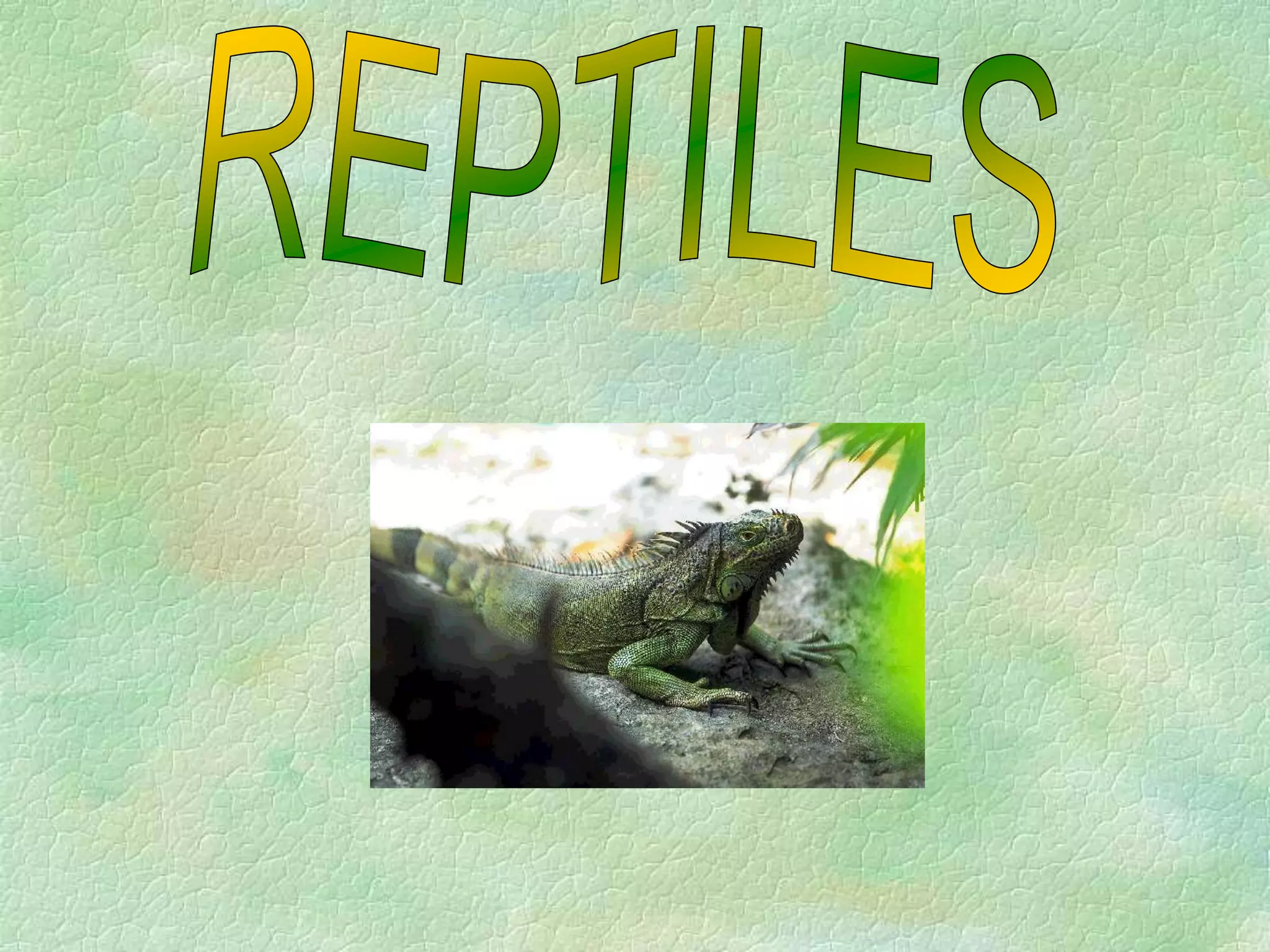 Reptile notes | PPTX