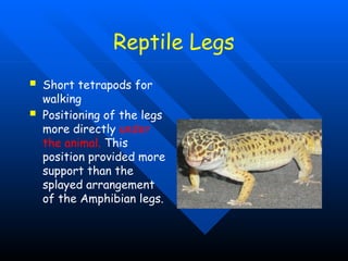 reptile_notes_2020aaaaaaaaaaaaaaaaaaaa.pptx