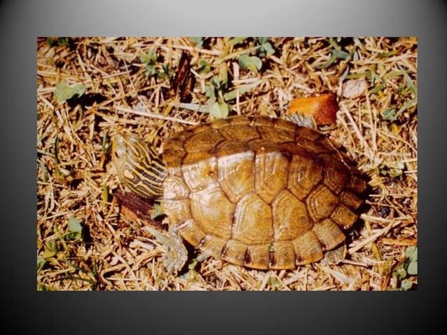 Reptile powerpoint | PPTX | Reptiles | Pets