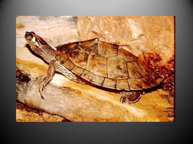 Reptile powerpoint | PPTX | Reptiles | Pets