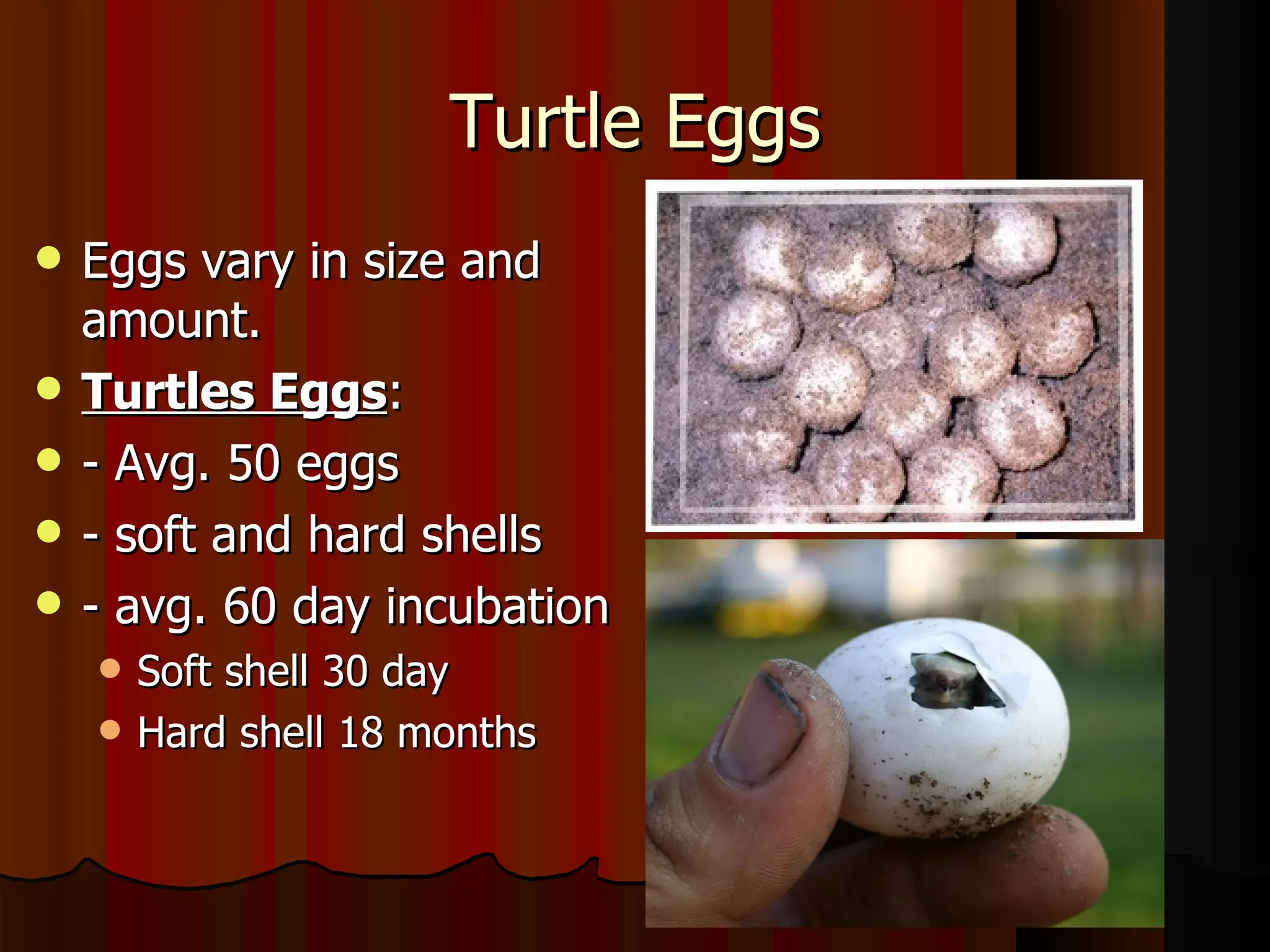 Reptile reproduction and diseases | PPT