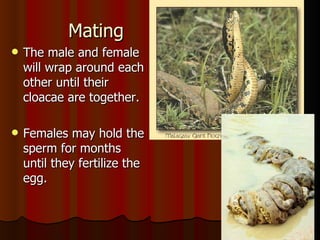 Reptile reproduction and diseases | PPT