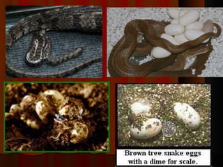 Reptile reproduction and diseases | PPT