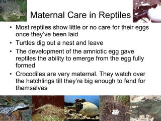Reptiles | PPT