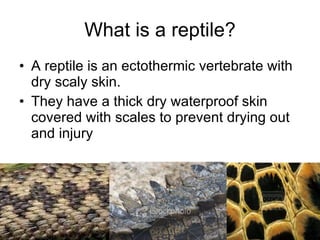 Reptiles | PPT