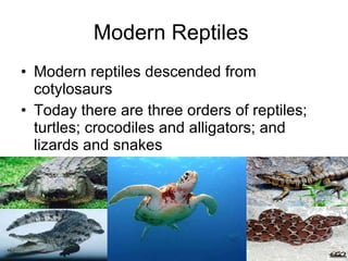 Reptiles | PPT