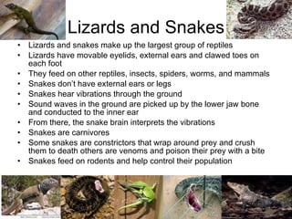 Reptiles | PPT