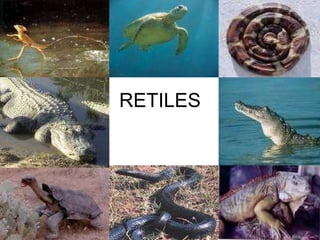 10 Examples Of Reptiles