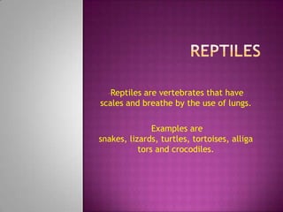 Reptiles | PPTX