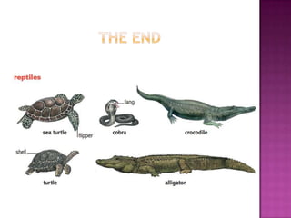 Reptiles | PPTX