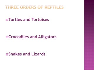 Reptiles | PPT