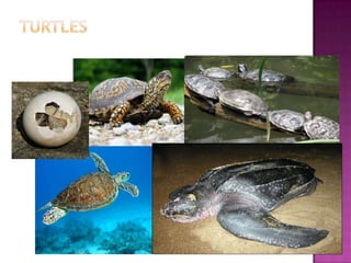 Reptiles | PPTX