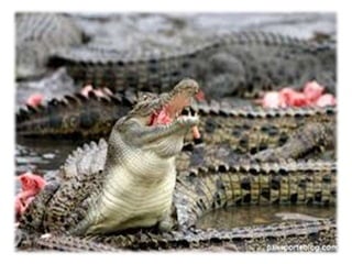 Reptiles Por Eve Rivera | PPTX