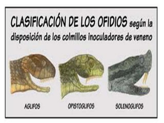 Reptiles Por Eve Rivera | PPTX