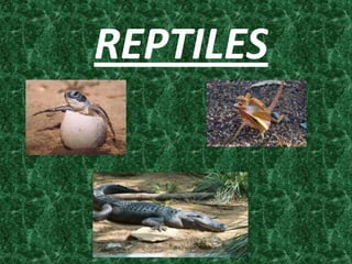 10 Examples Of Reptiles