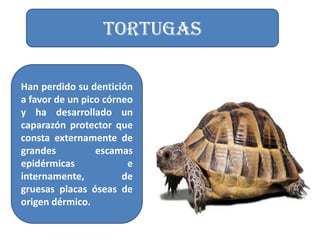 Reptiles | PPTX