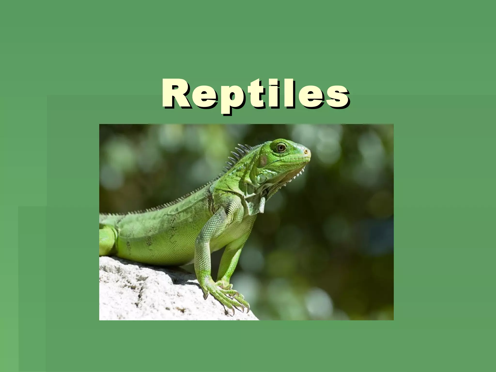 Reptiles | PPT