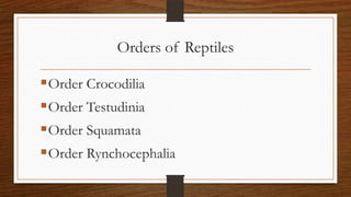 Reptiles | PPTX