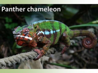First Steps on Science_ Reptiles | PPT