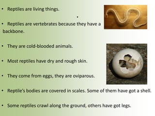 First Steps on Science_ Reptiles | PPT
