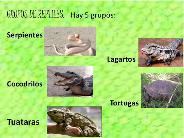 Clasificación de los animales