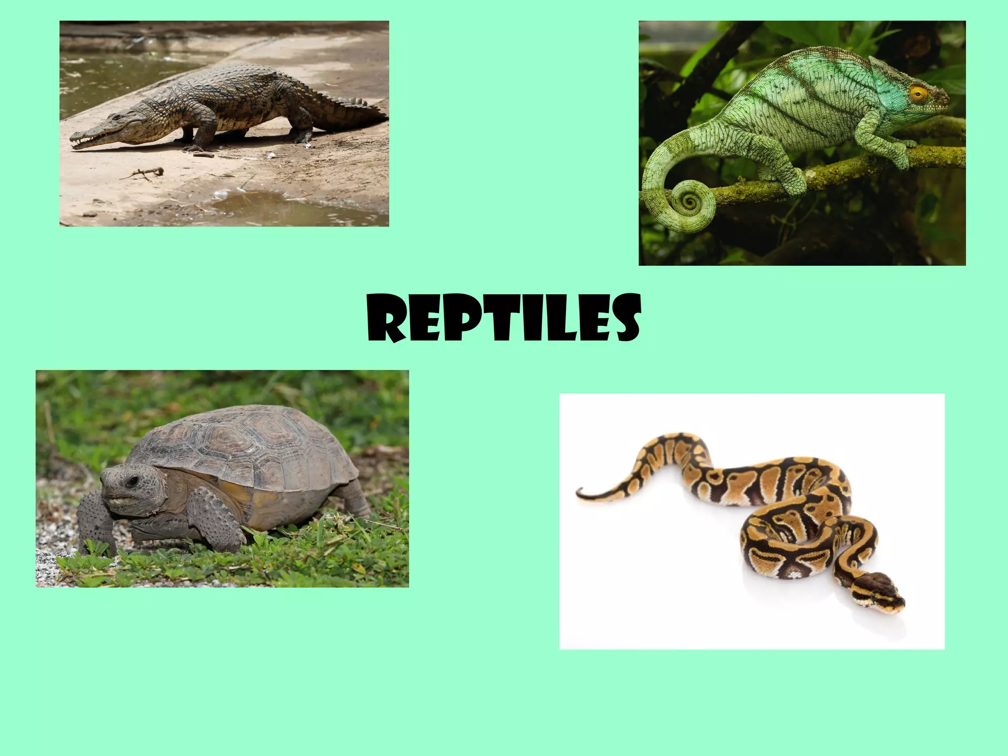 Reptiles_ppt | PPT