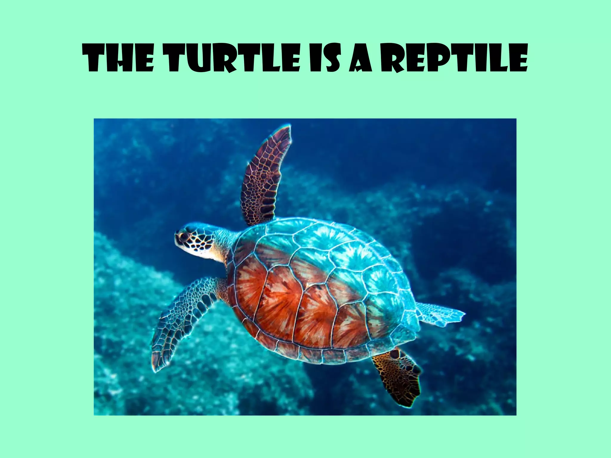 Reptiles_ppt | PPT