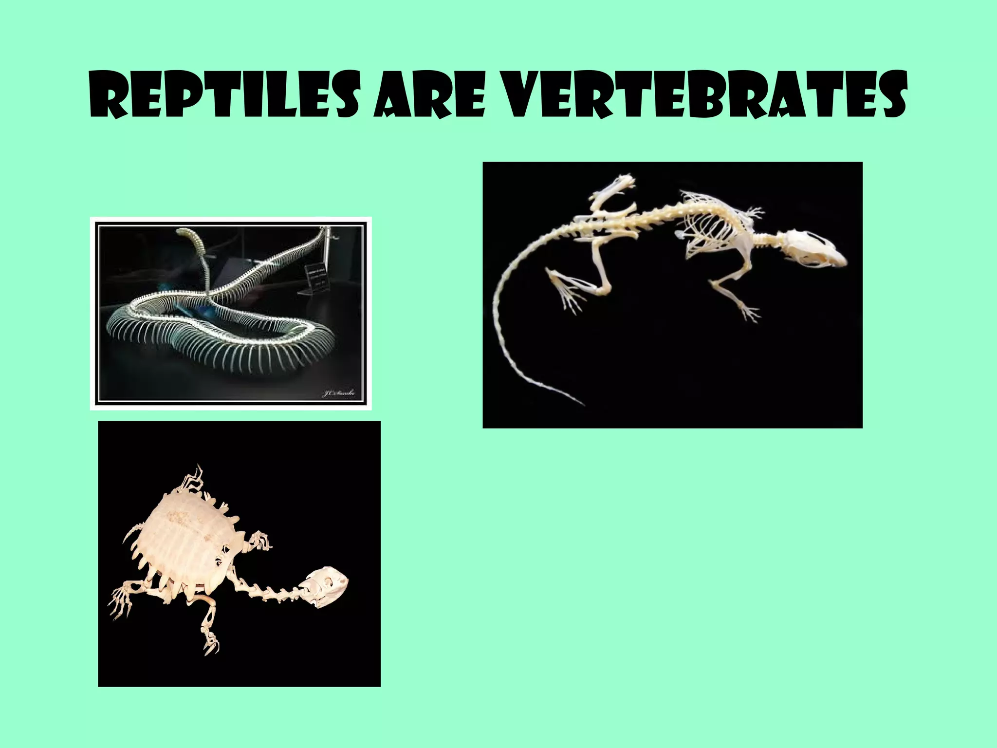 Reptiles_ppt | PPT