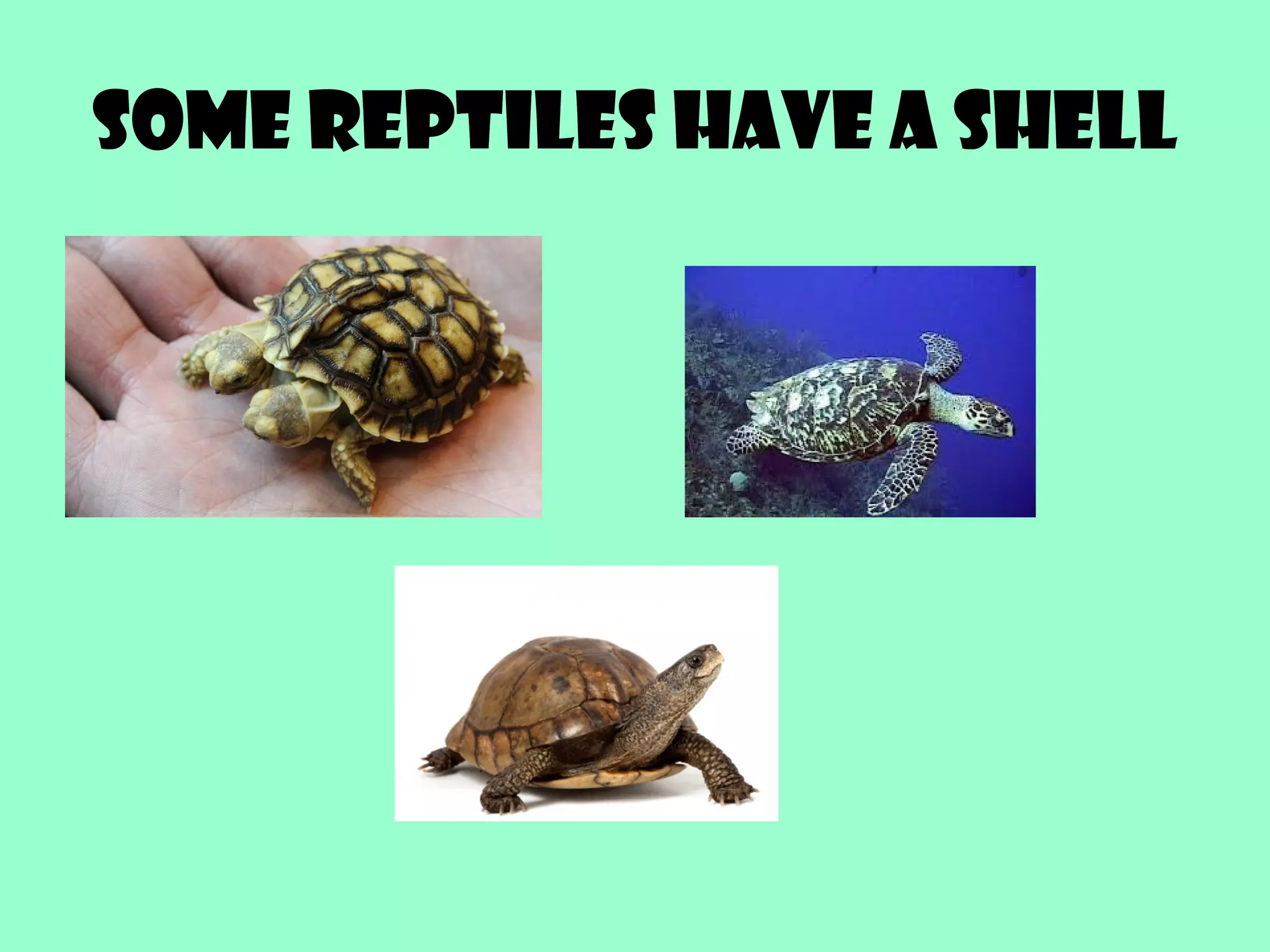 Reptiles_ppt | PPT