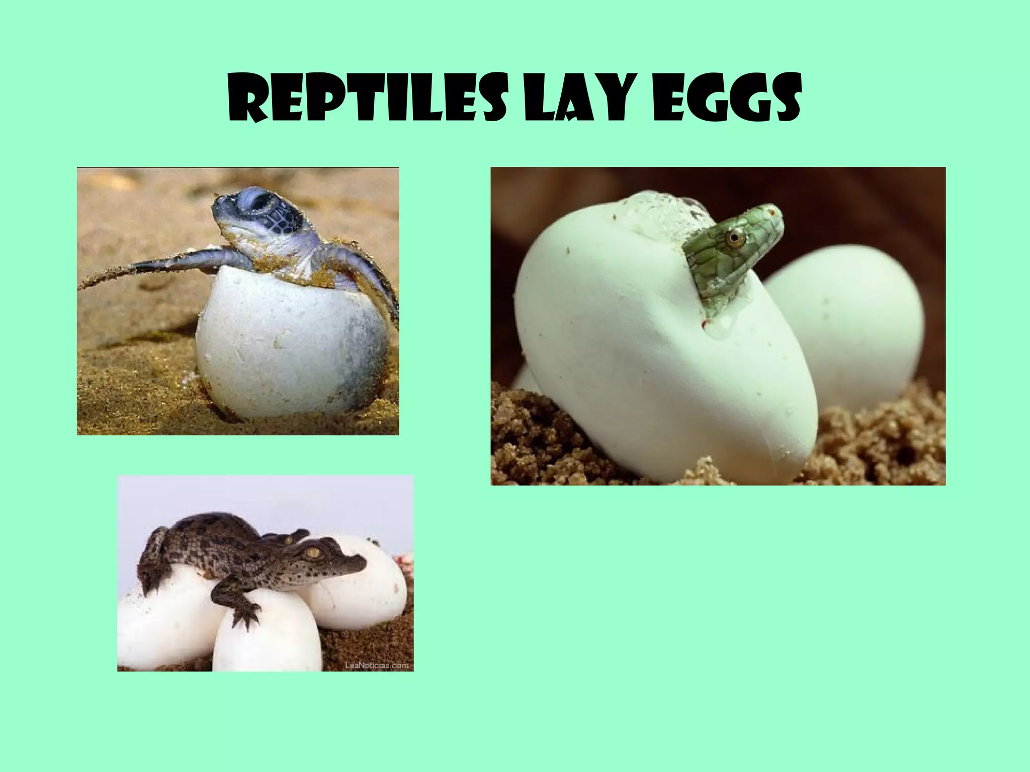 Reptiles_ppt | PPT