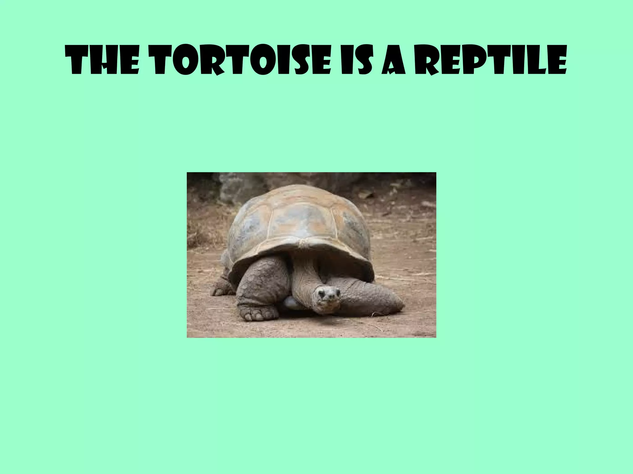 Reptiles_ppt | PPT