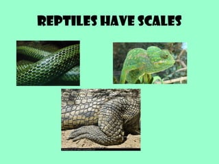 Reptiles_ppt | PPT