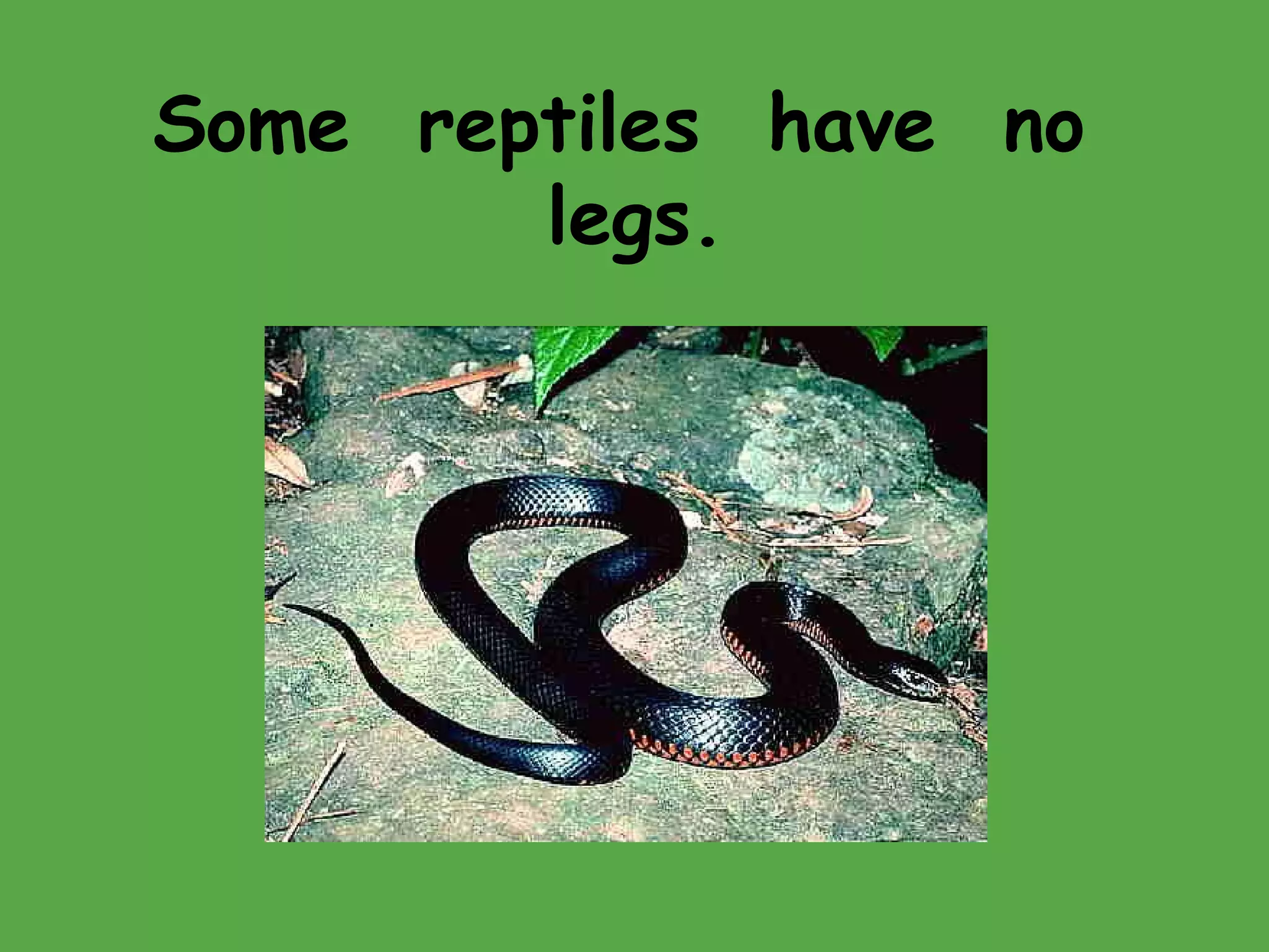 Reptiles | PPT