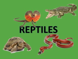 Reptiles | PPT