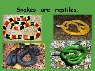 Reptiles | PPT