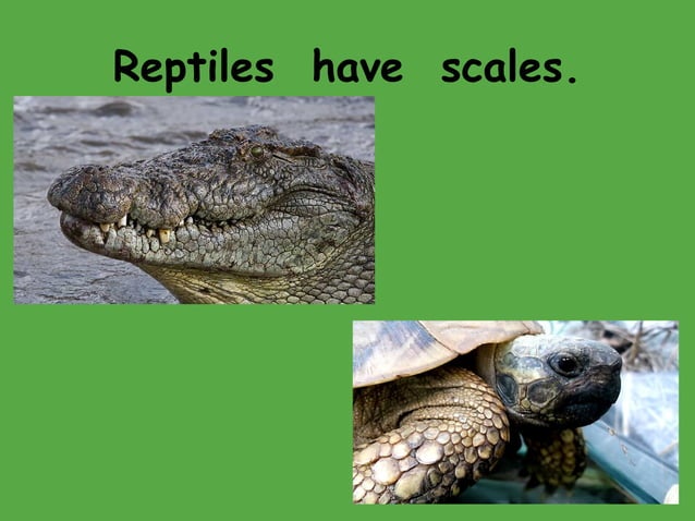 Reptiles | PPT