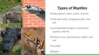 Reptiles | PPTX
