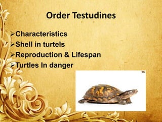 Reptiles | PPTX