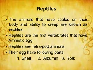 Reptiles | PPTX