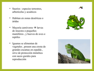 Reptiles | PPT