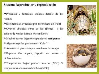 Reptiles | PPT