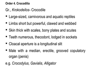 Reptiles class | PPT