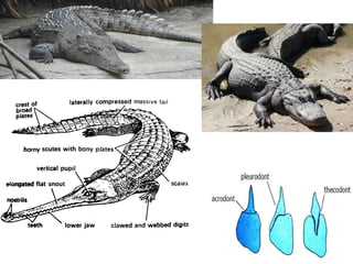 Reptiles class | PPT